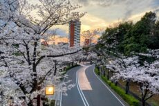 When Is the Best Time to Visit Japan? A Seasonal Guide for Travelers ...